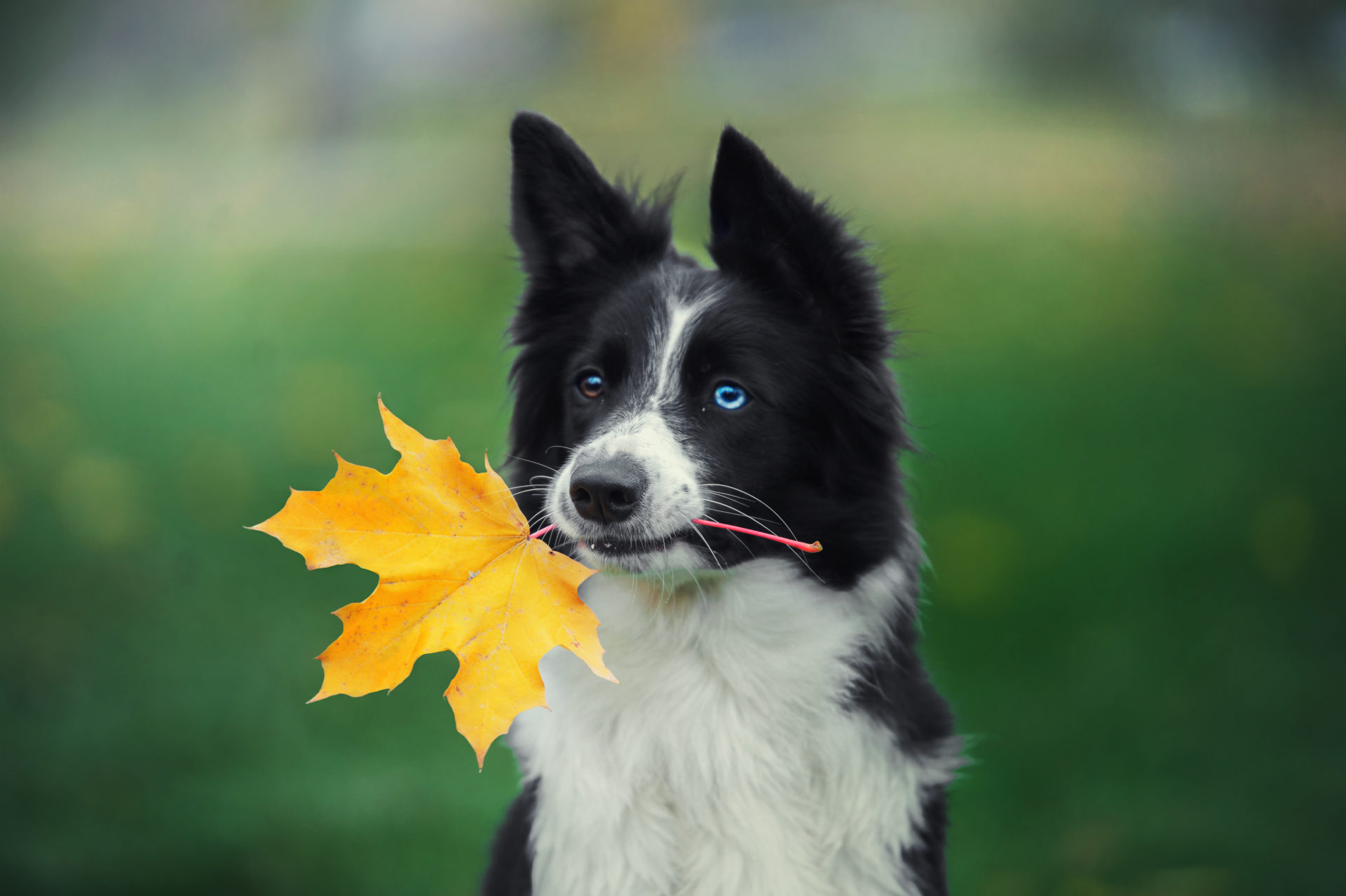Dogs With Blue Eyes DoggyAdvice dogs-with-blue-eyes-doggyadvice